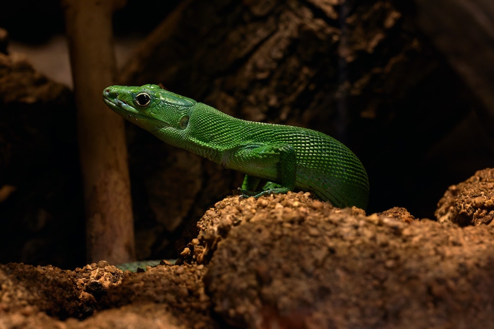 Quick Guide to Reptile Bedding: Popular Substrate Options